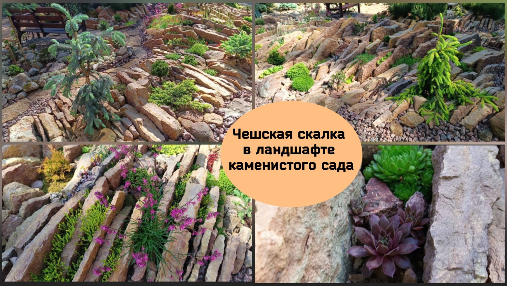 Прогулка по саду. Чешская скалка  в ландшафте каменистого сада.