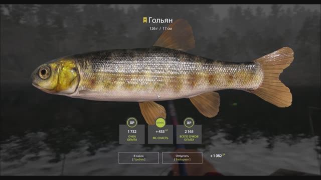 Гольян, трофейная рыба 126 грамм, озеро Куори, игра Русская рыбалка 4, рецепт прикормка на рыбу