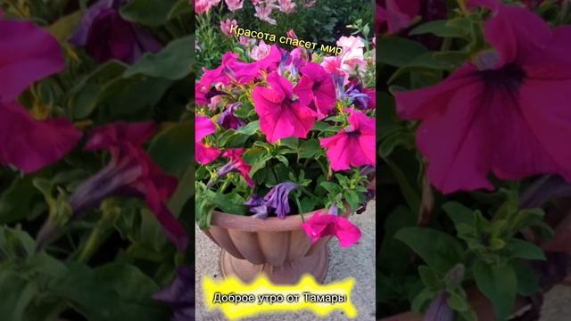 2025 июнь Цветы от Тамары Мальцевой