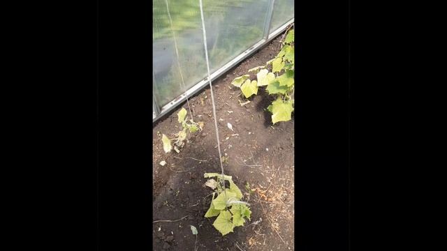 СРОЧНО СПАСАЕМ ОГУРЦЫ ОТ КЛЕЩА