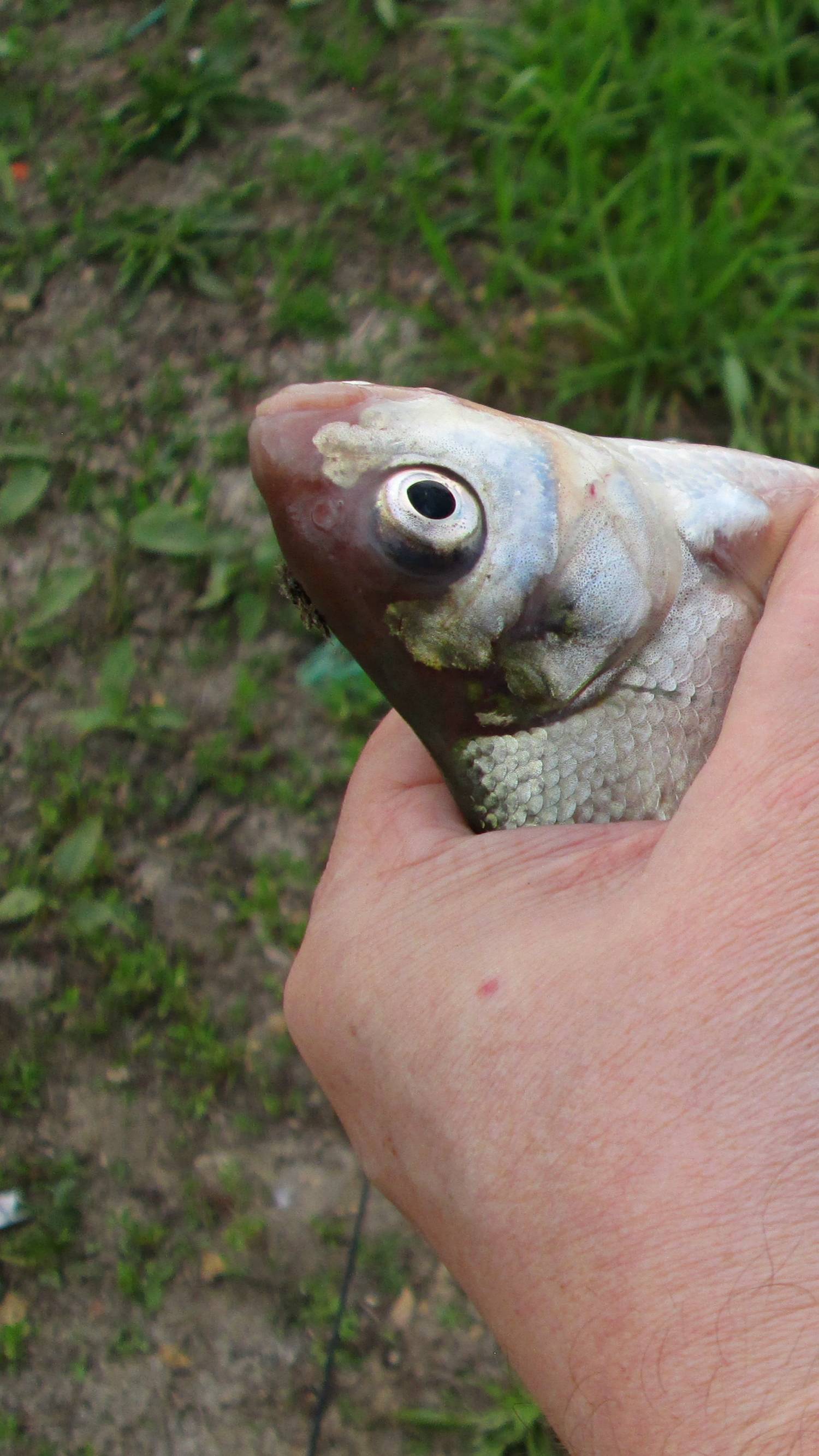 Нем как рыба?!