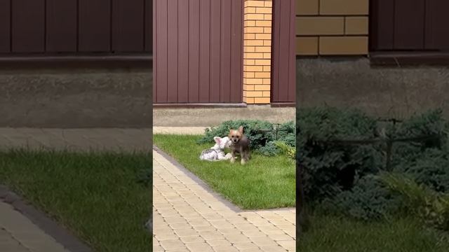 Щеночки китайской хохлатой собаки 3 мес.