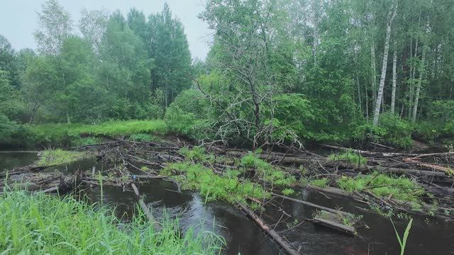 Сплав по реке Песь ( осмотр завала )