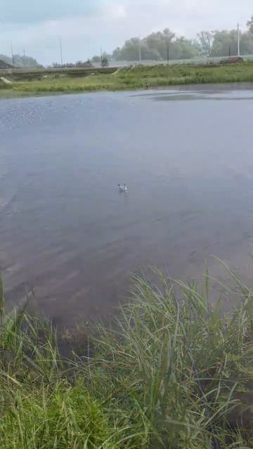 Сегодня порыбачил на Старице на поплавок🎣 Прикормил своей прикормкой. Наживка опарыш. Клев средний.