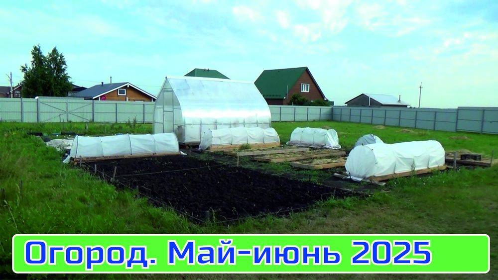 Огород. Май-июнь 2025