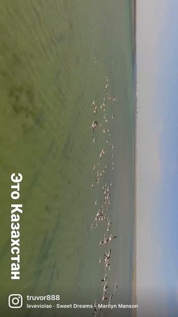 Розовые фламинго в Актау #казахстан  #kazakhstan #aktau #flamingo #актау #фламинго