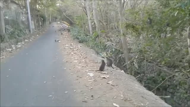 Обезьянки по дороге к океану. Нуса Дуа, Бали.