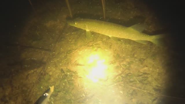 Немного окуня и карась. Подводная охота.