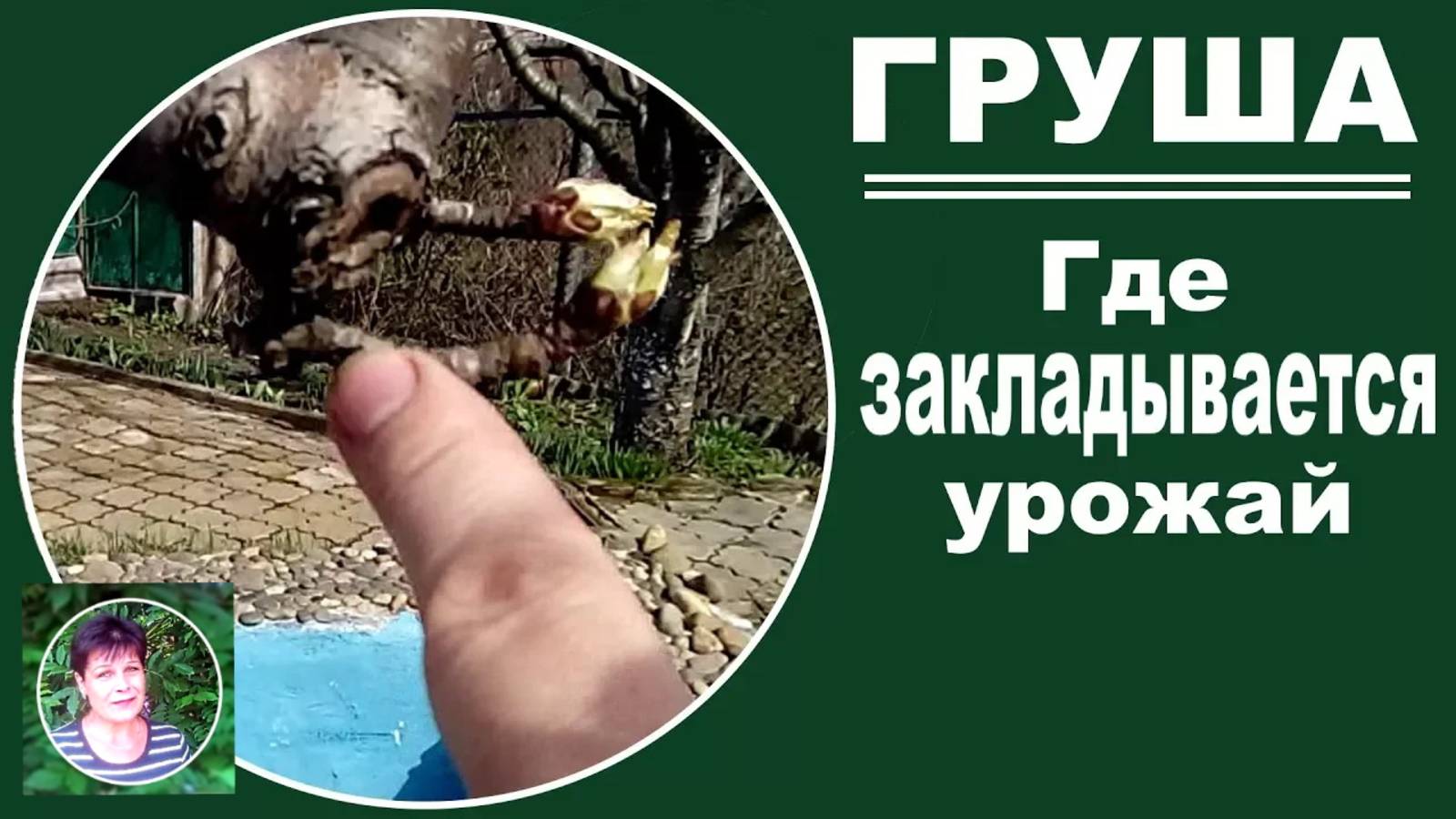 Как формировать грушу. Где на груше закладываются цветочные почки.