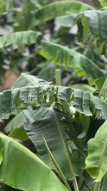 Дожжжик пошел #thailand #phuket #naiharnbeach #rainingday #таиланд #пхукет #travel