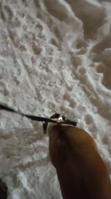 Местный пёс кидается на амстаффа Трейси