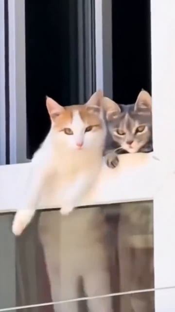 Неожиданно =)  #Shorts