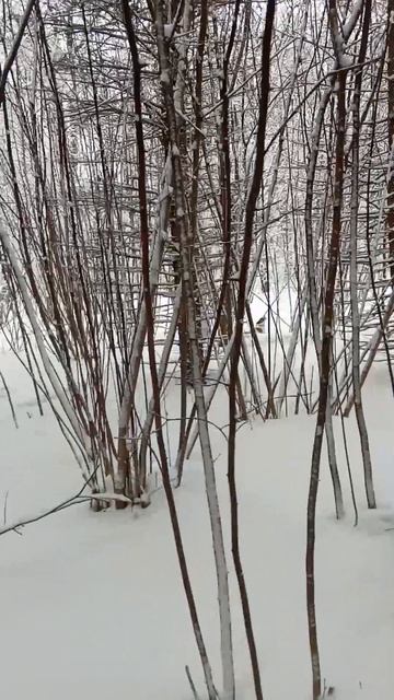 Амстафф Трейси встретила джек рассел терьера