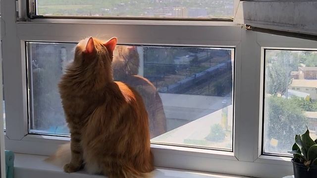 Свободу рыжему!!!