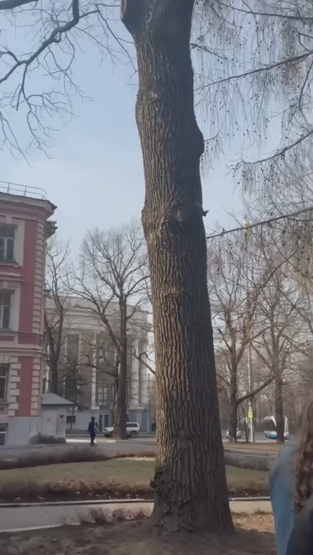 Белочка Тимирязевская академия