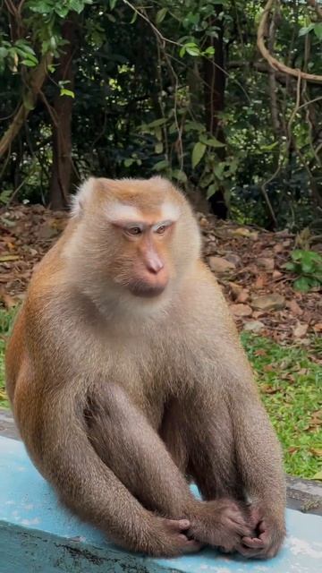 Monkey hills in Phuket  #thailand #phuket #monkeys #dontworry #красиводелайкрасивобудет #таиланд