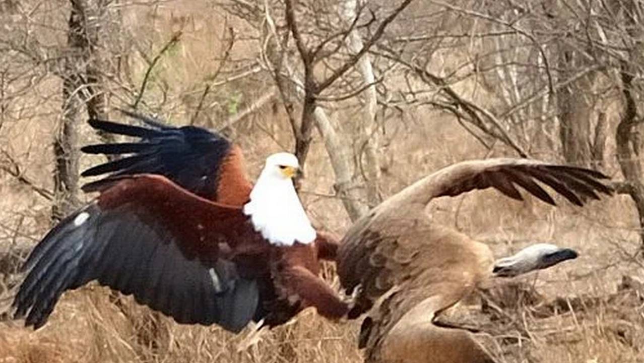 Как Африканский Орлан-Крикун побеждает ВСЕХ на реке!