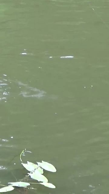 Хороший трофейчик на фидер на малой реке!