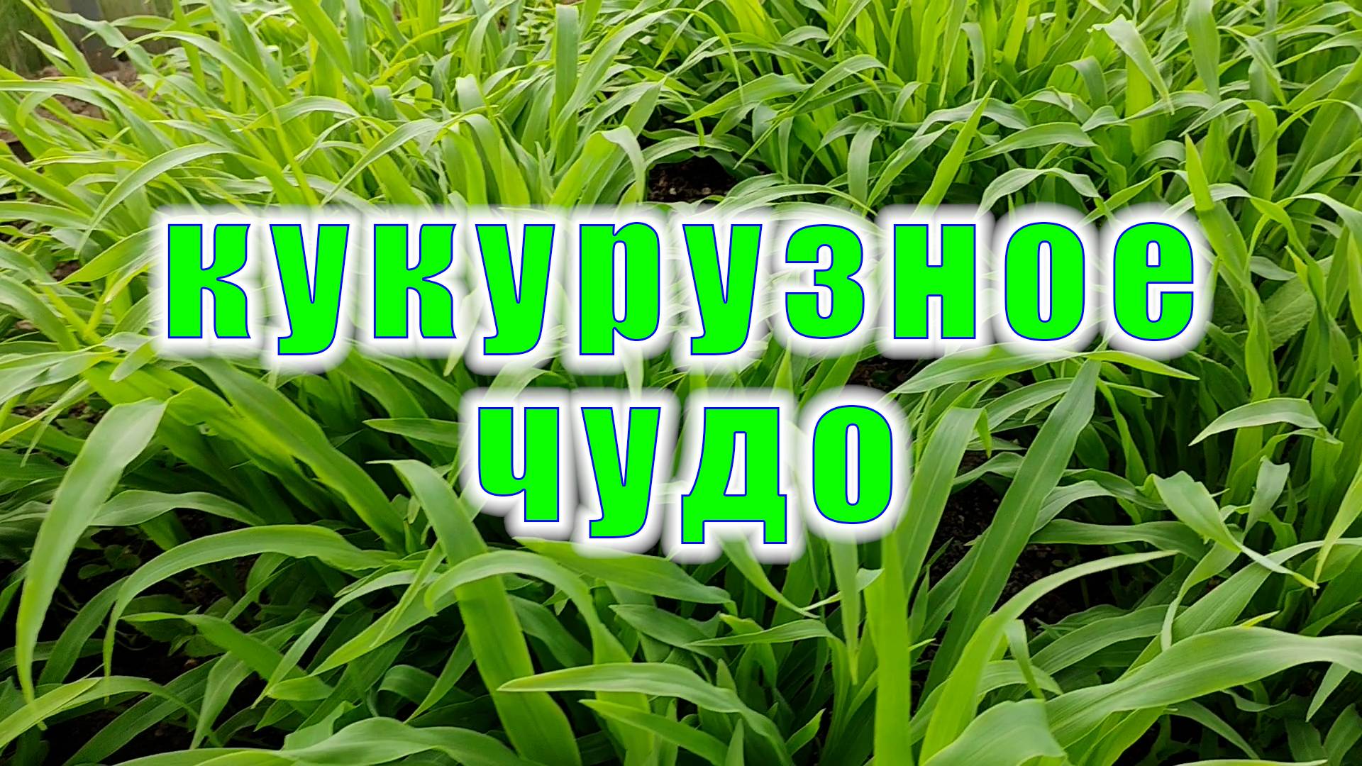 Кукурузное чудо