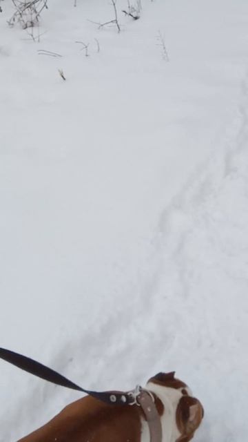 Амстафф Трейси встретила французких бульдогов