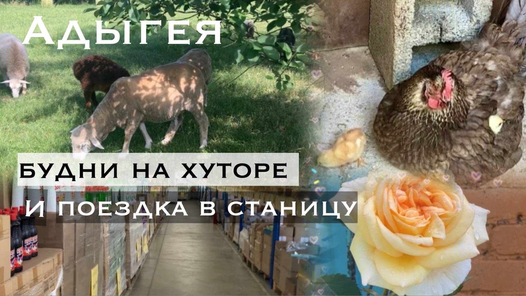 Простая жизнь на юге/ Утро с баранами/ Неудачный вылуп/ Пробежка по Гиагинской/