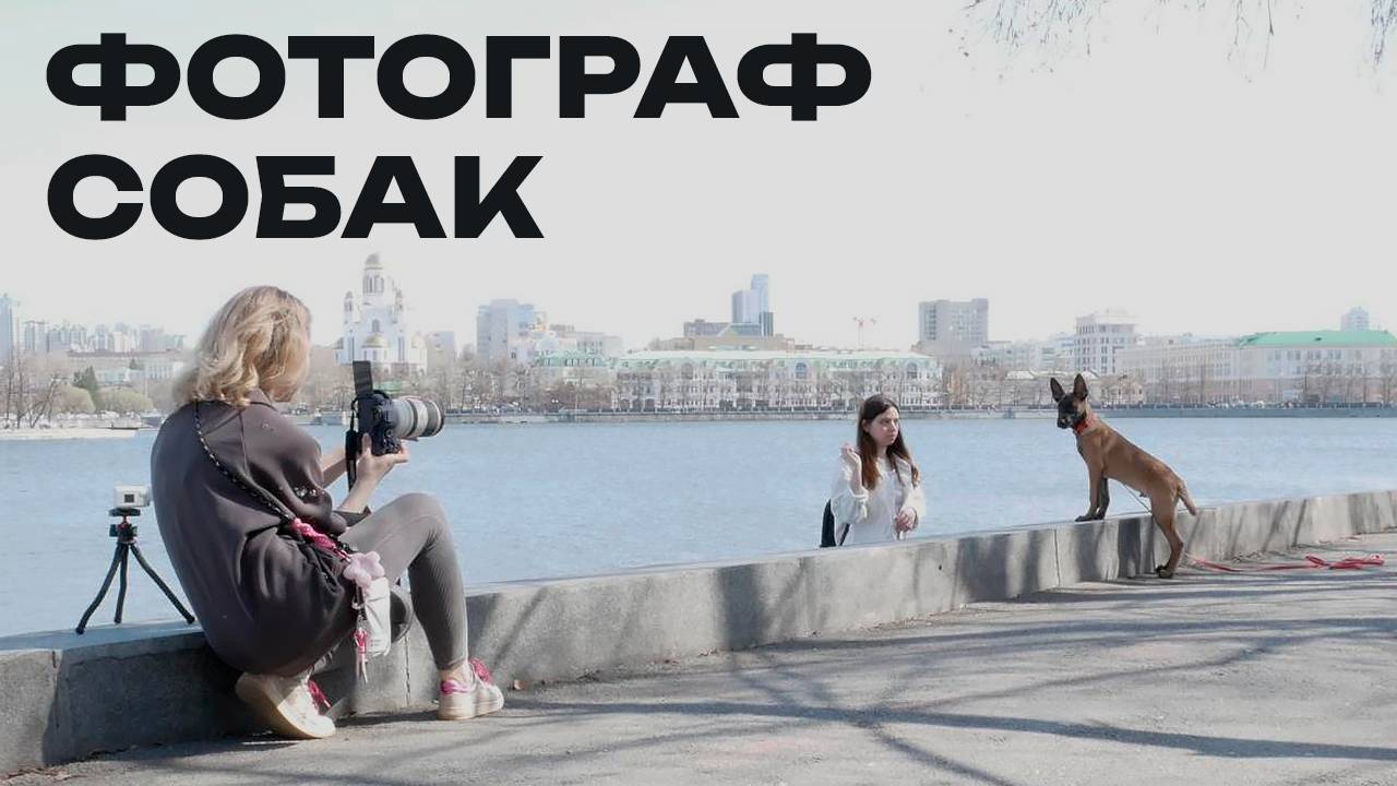 Фотограф собак - Как работает и сколько зарабатывает фотограф-анималист