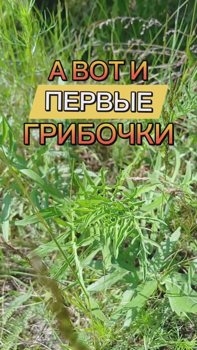 А вот и первые грибы 🍄🟫