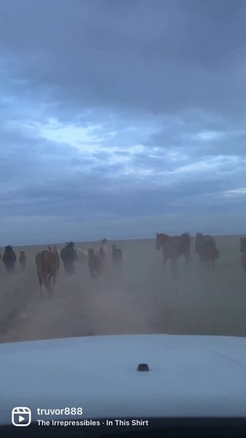 На просторах казахстанских степей #казахстан #kazakhstan #актау #aktau #horse