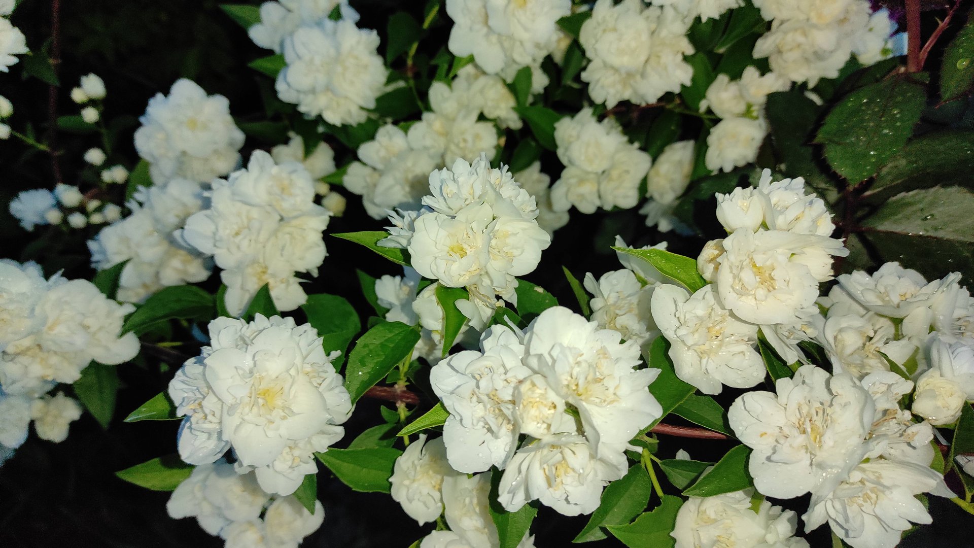 Где можно посмотреть все видео о ротанге, цветам, саде и огороде? #сайт #flowers #ротанг #garden