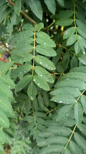 Рябинка после дождя