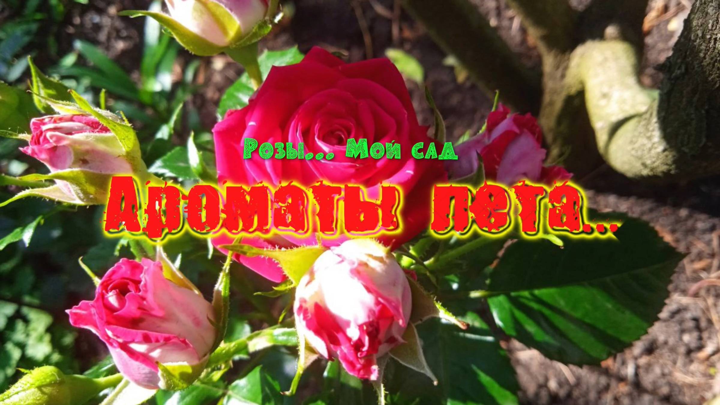 Ароматы лета*   Розы*  Мой сад