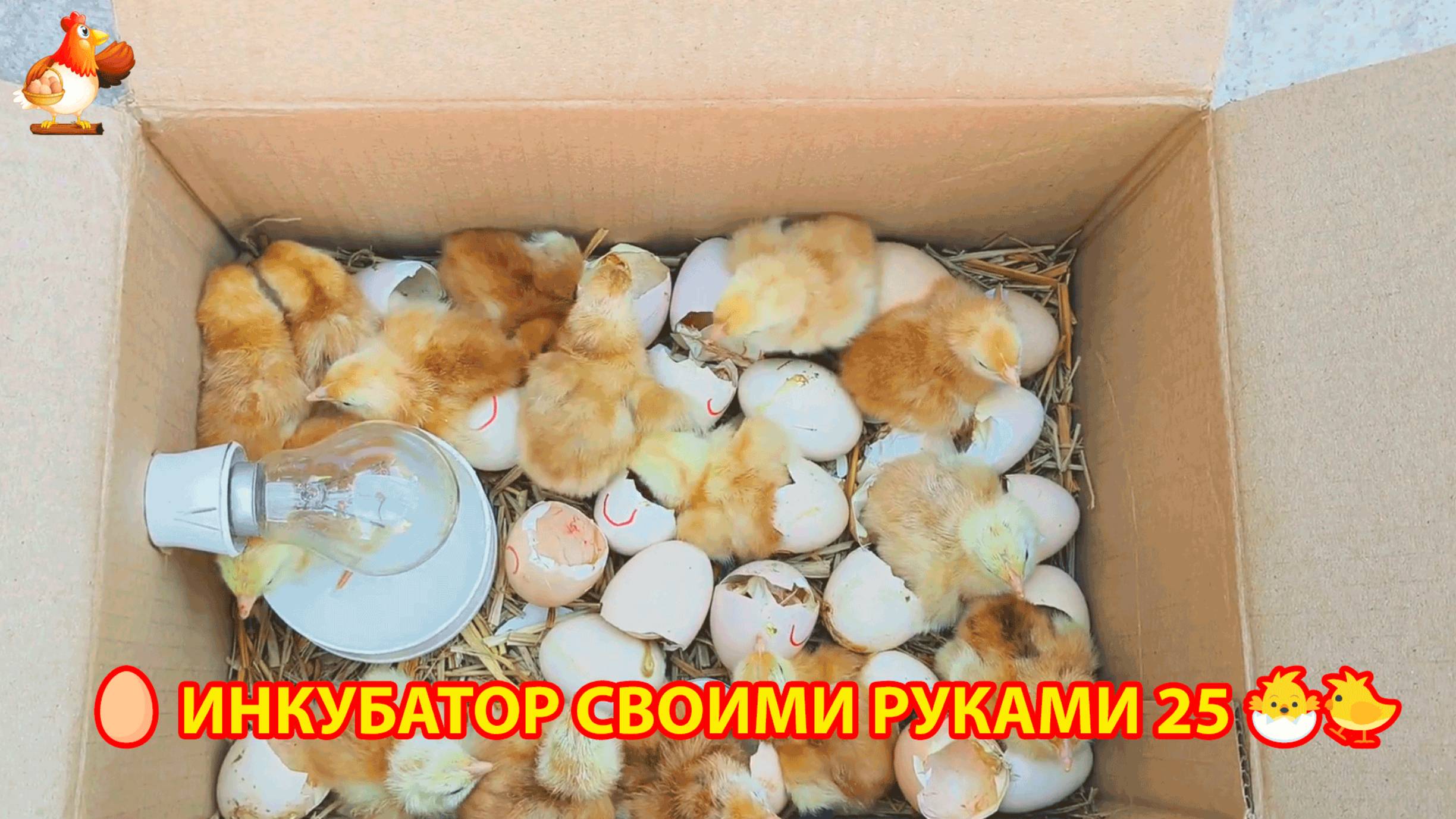 Инкубатор в картонной коробке своими руками и результат через 21 день 🐣🐤🤗