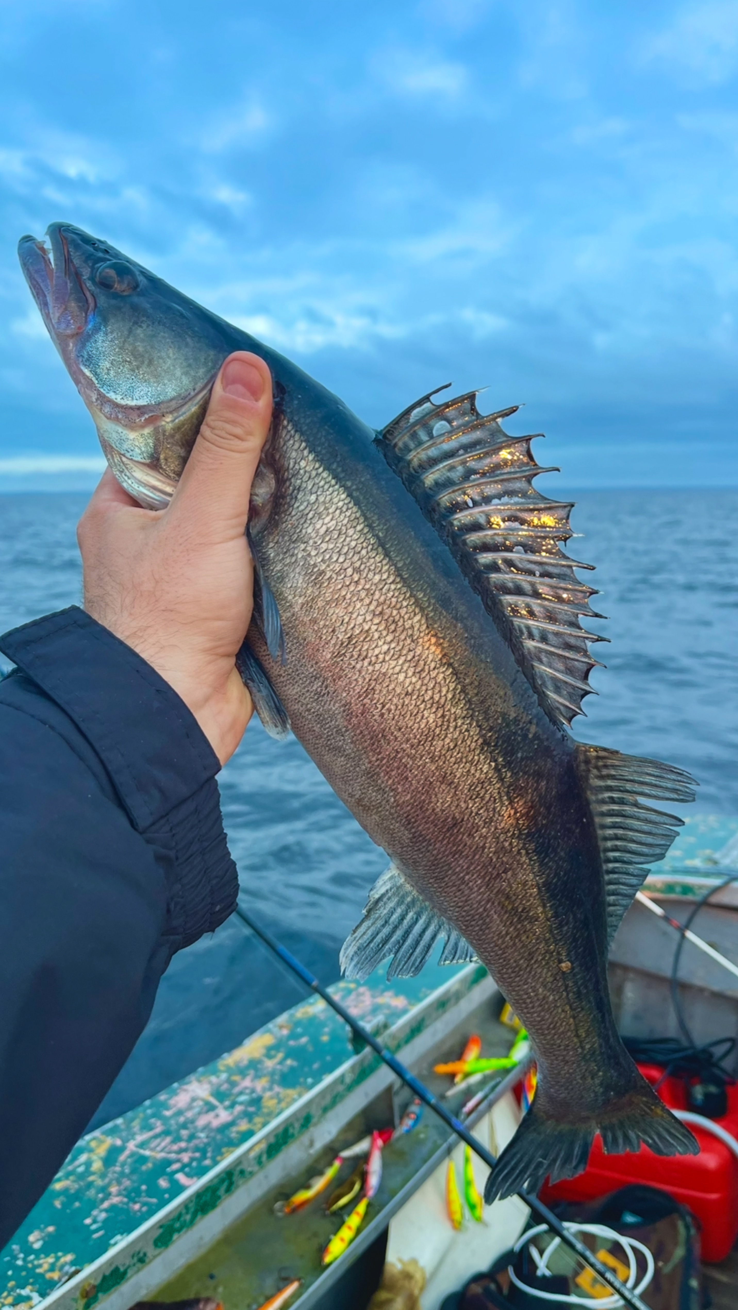 Ой, как загнул красиво Ладожский Судак!