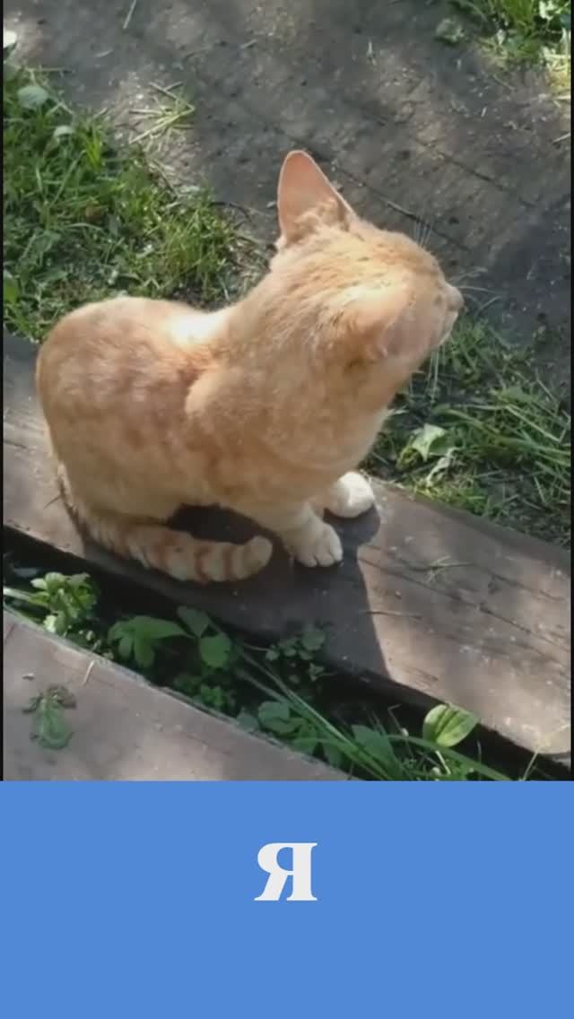 Рыжий 2 — сделано в Clipchamp