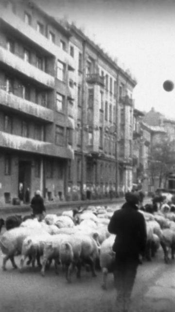 Коровы шли и плакали. Это был ужас...