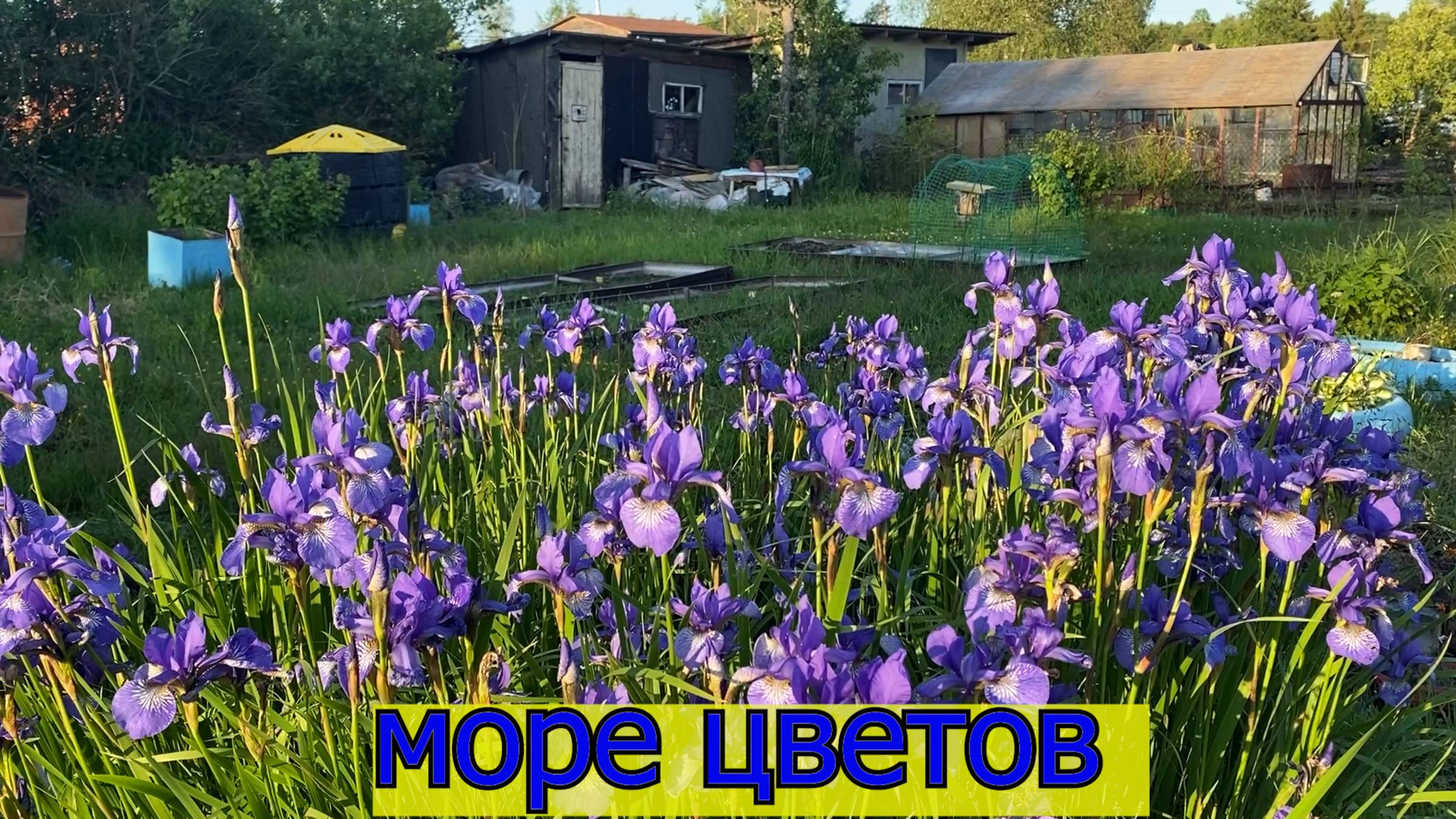 21.06  Великий жнец / море воды и цветов / телефонные мошенники /день солнцестояния /право на мечту