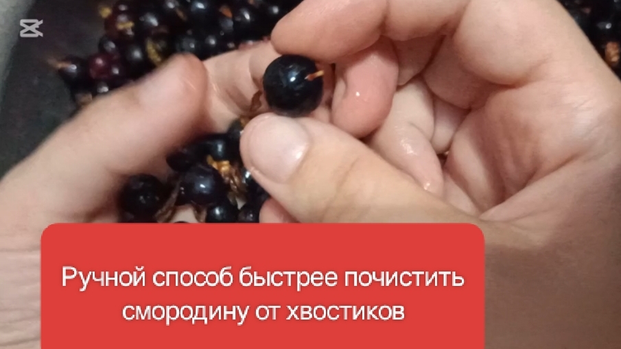 Ручной способ быстрее почистить смородину от хвостиков