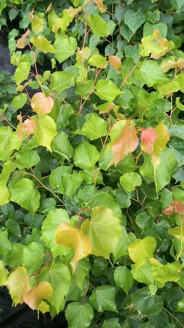 Яркие молодые липы