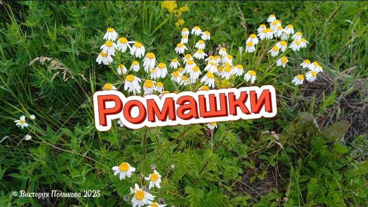 Ромашки - заводная танцевальная песня © Виктория Полшкова 2025
