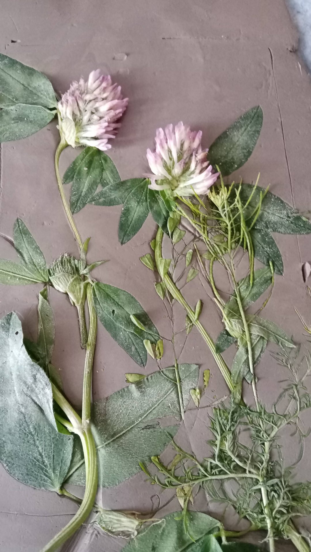 Барельеф с клевером.