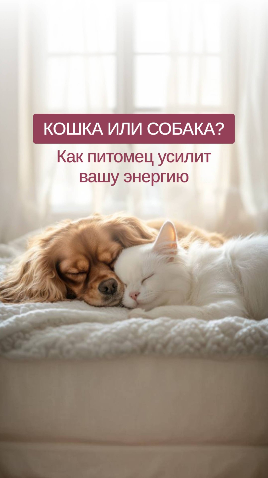 Кошка или собака? Как питомец усилит вашу энергию