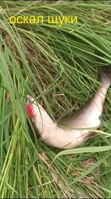 Рыба атакует блесну, рыбалка на горбушу.