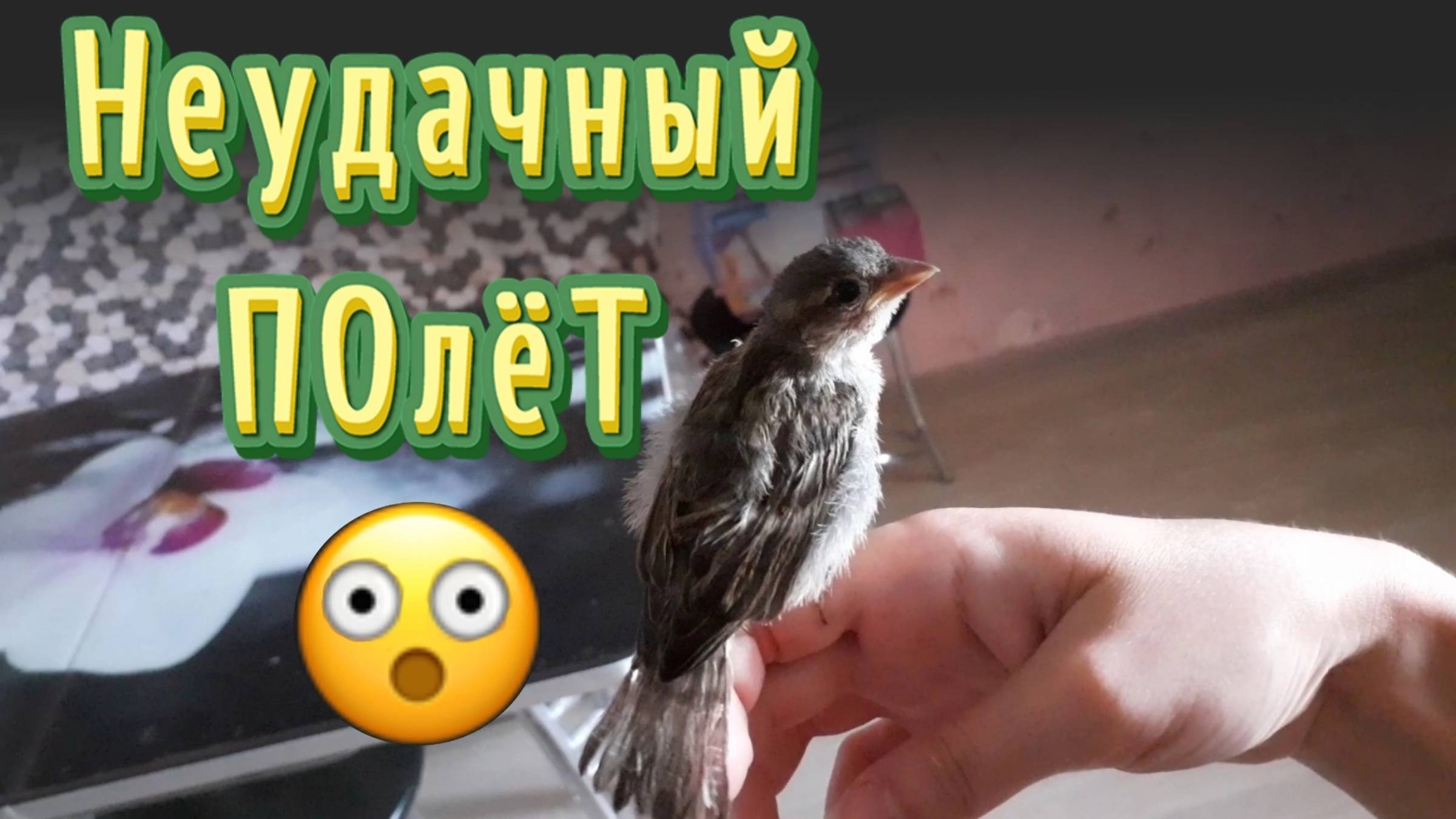 Птенец ВОРОБЬЯ учится ЛЕТАТЬ! Пока не очень получается.... первые попытки полета воробья