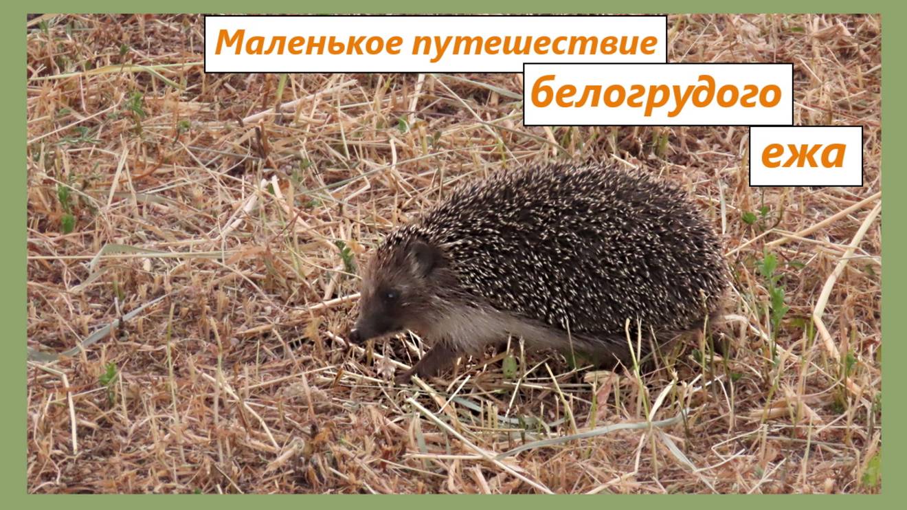 Белогрудый Ёжик шествует через поле в лесок. Июнь 2025