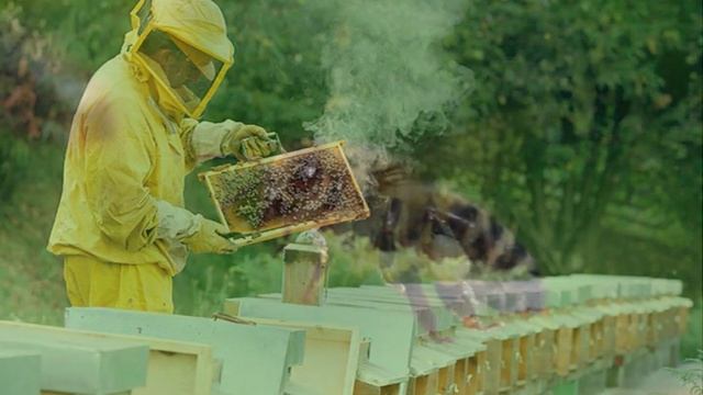 ПЧЕЛА - ВСЕ О ПОЛЕЗНЫХ СВОЙСТАХ ЭТИХ НАСЕКОМЫХ