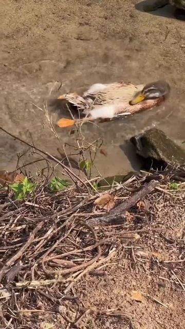 Хорошее настроение.