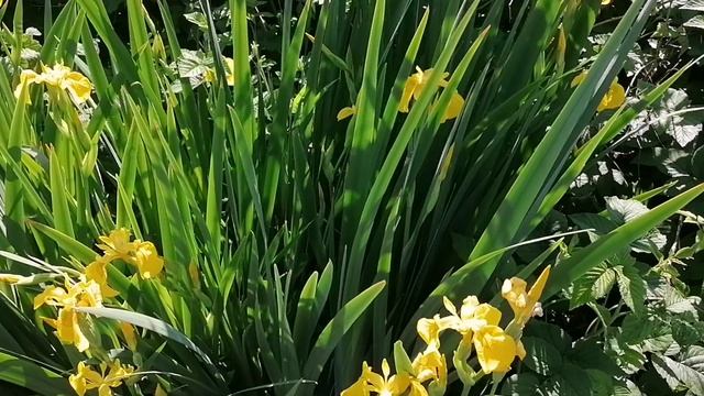 ЧЕТВЁРТЫЙ ДЕНЬ МОЕГО ОТПУСКА/19 ИЮНЯ/ОГОРОД