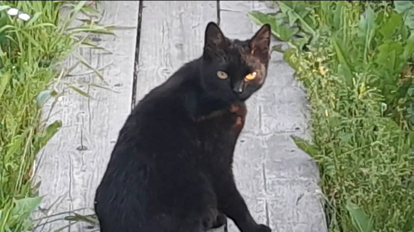 20250622_200343_001 Я передам Мите, что ты приходила)