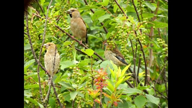 Обыкновенный дубонос (слайдшоу)