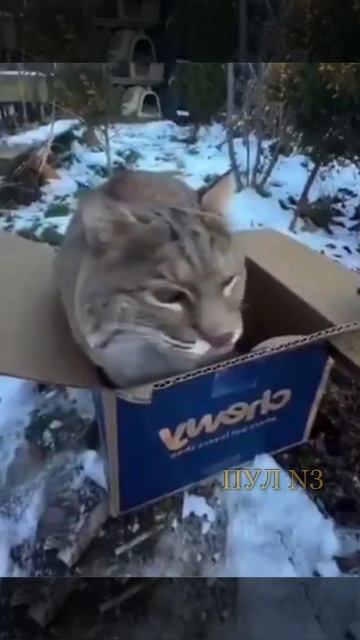 Ловим рысь на картонную коробку.